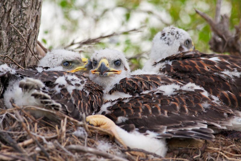 Three Little Hawks stock image. Image of huddled, ferruginous - 20072681