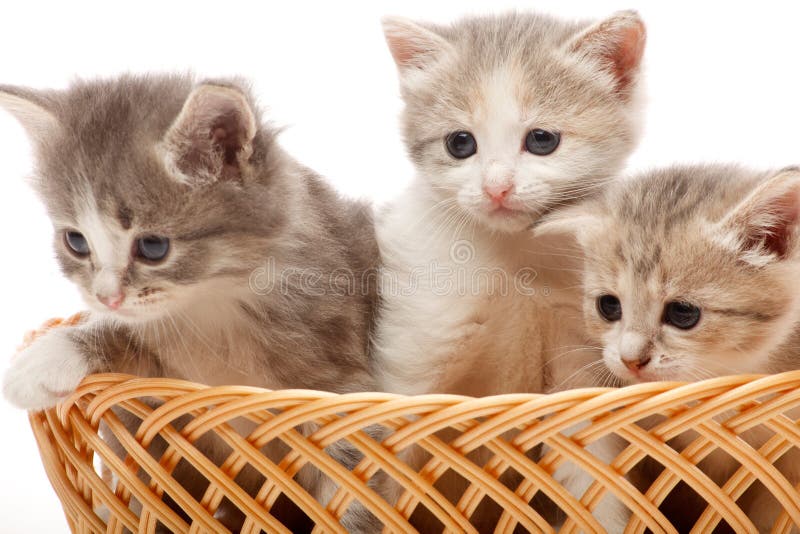 Three little kitten stock photo. Image of themes, young - 29748404
