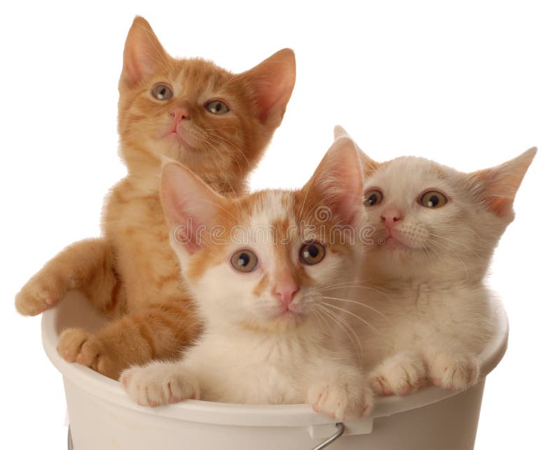 Three kittens in a basket stock image. Image of ears, coat - 1012773