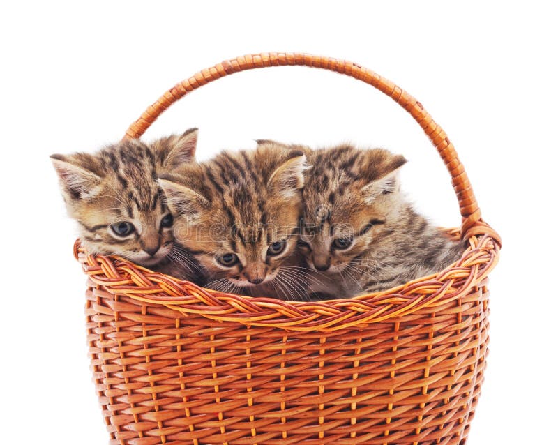 Three red cats. stock image. Image of small, pets, white - 93789621