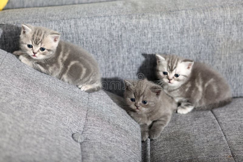 Three little kittens stock photo. Image of shorthair - 49169372