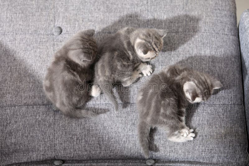 Three little kittens stock photo. Image of kittens, baby - 49170084