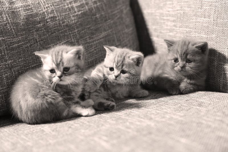 Three little kittens stock photo. Image of couch, pedigrees - 52771582