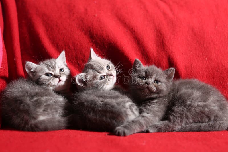 Three little kittens stock image. Image of playing, looking - 53202267