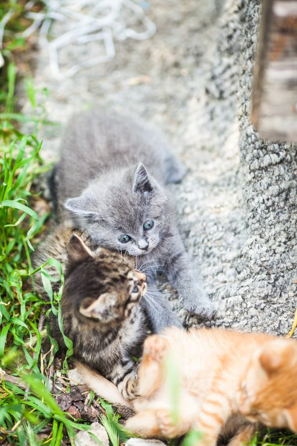Three Little Kittens Playing in a Grass Stock Photo - Image of grass ...