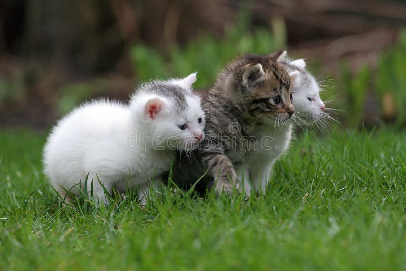 Three Little Kittens in a Row Stock Image - Image of mammals, kittens ...
