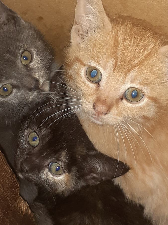 Three Little Kittens Three Weeks Old Stock Photo - Image of three ...