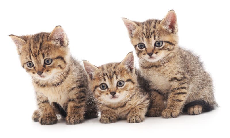 Three red cats. stock image. Image of small, pets, white - 93789621