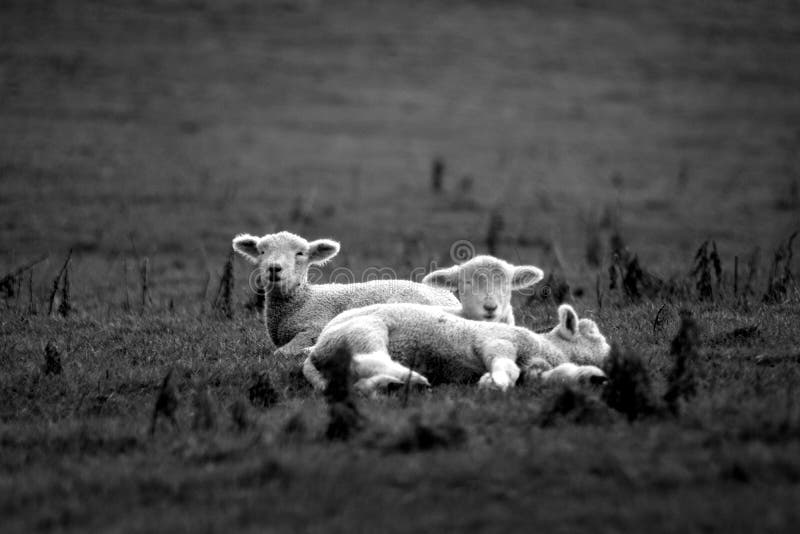 Three Little Lambs Black and White Sleeping Stock Image - Image of ...
