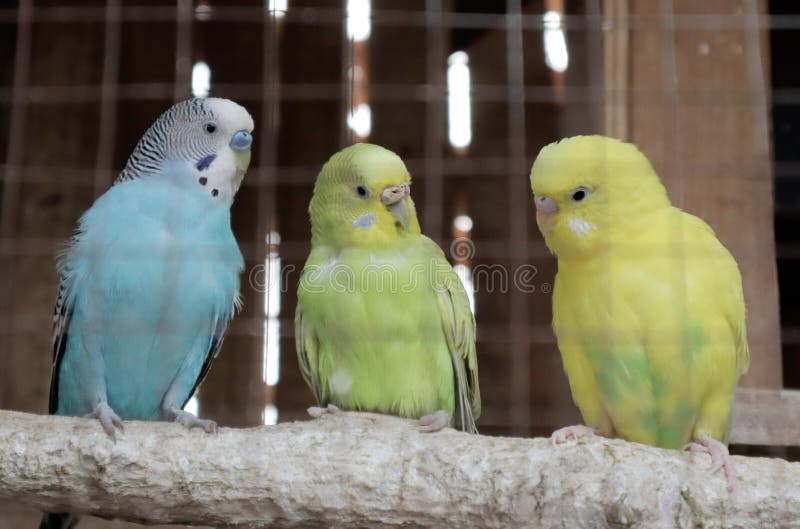 Three Little Love Bird in Cage Stock Image - Image of green, colour ...