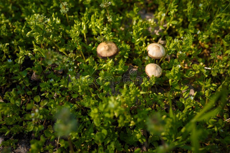 Three Little Mushrooms among Green Grass in Spring Forest, Nature ...
