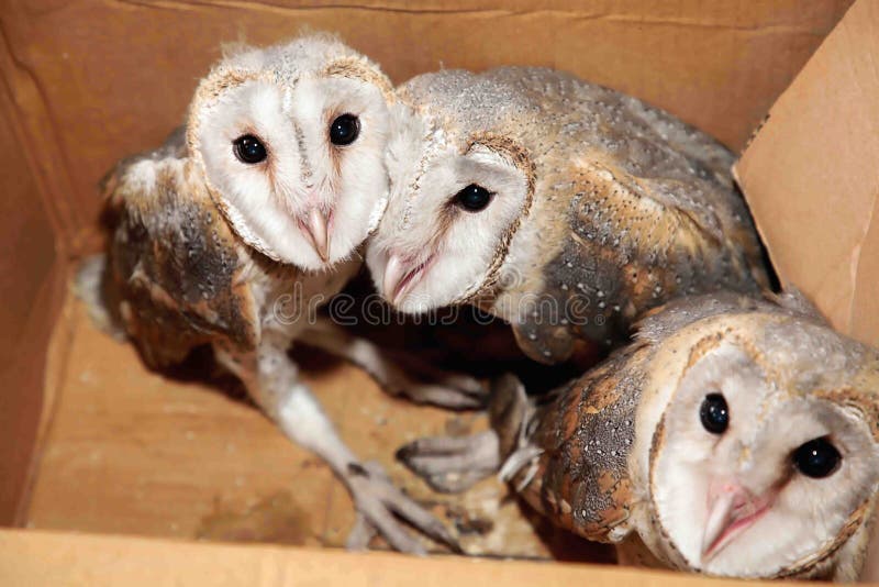 Three Little Owl Cubs Inside a Box Stock Photo - Image of carving ...