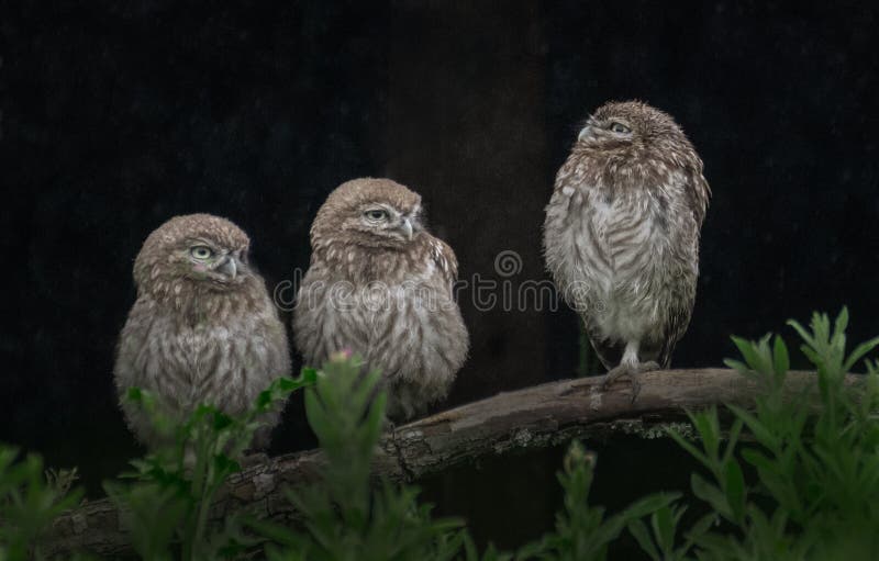 Three Little Owl Owlets on a Branch Stock Image - Image of three ...