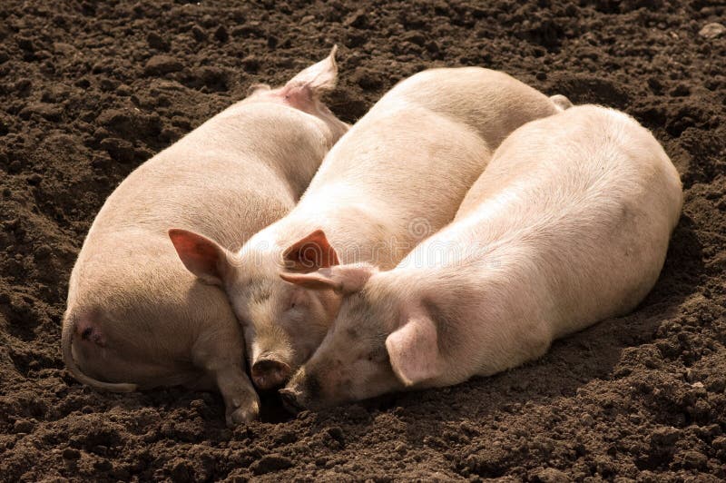 Three Little Piggies stock photo. Image of relax, piglets - 4716156