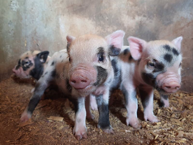Three Little Piglets One Week Old Looking Curious Stock Image - Image ...