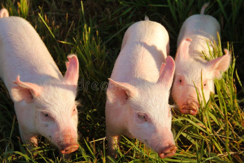 Three Little Piglets stock image. Image of farming, ears - 43408653