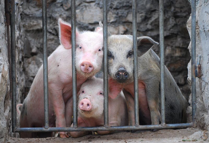 Three Little Pigs Holding Signs - with Clip Path Stock Illustration ...