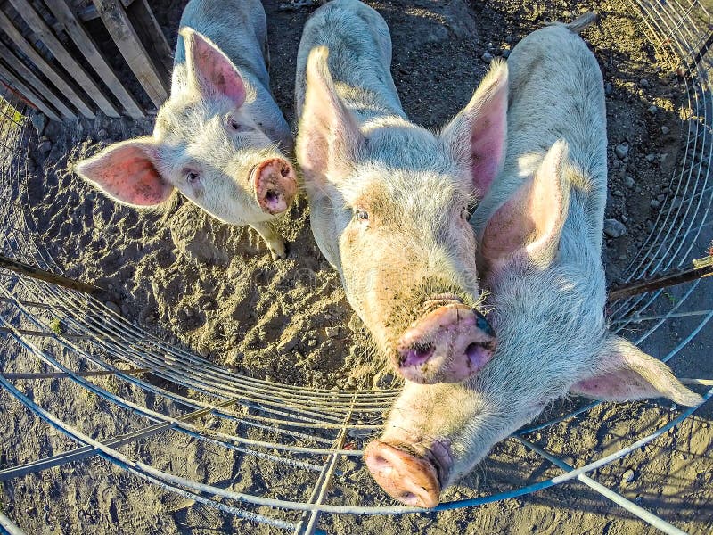 Three Little Pigs on the Farm Stock Photo - Image of cartoon, mammal ...
