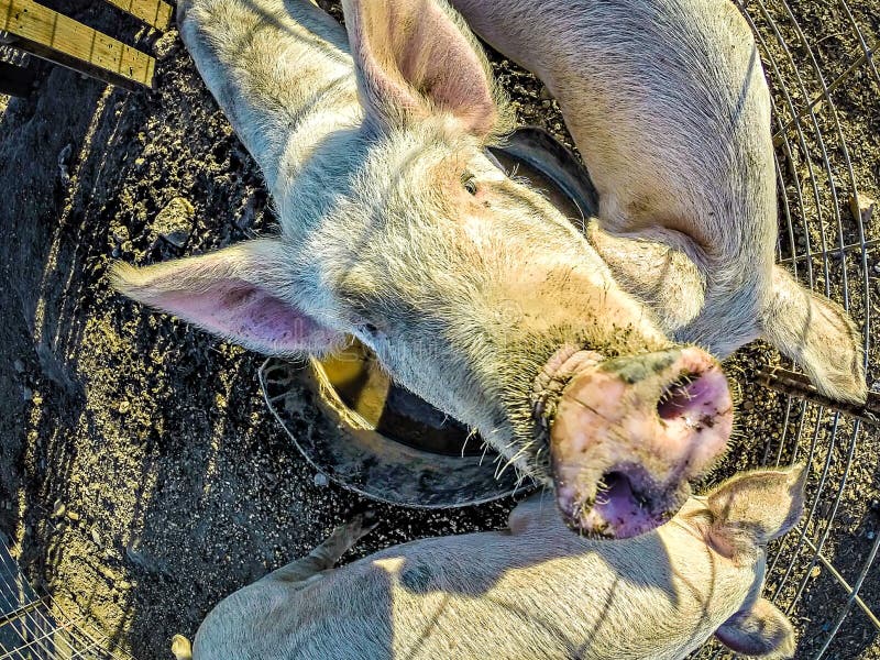 Three Little Pigs on the Farm Stock Image - Image of fence, closeup ...