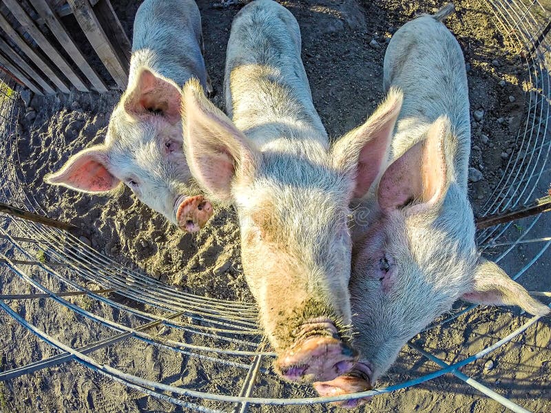 Three Little Pigs on the Farm Stock Photo - Image of dirt, farming ...