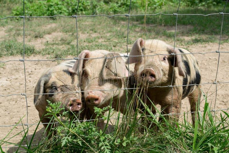 Three Little Pigs stock image. Image of camera, farms - 95296861