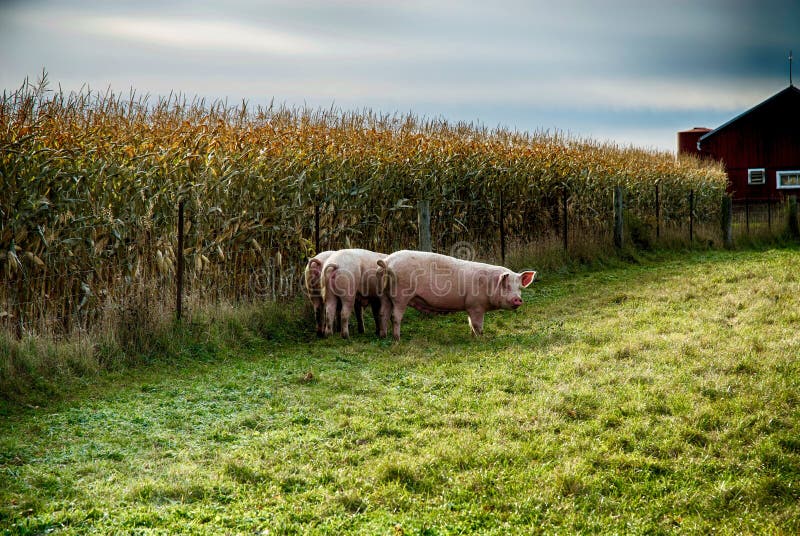 Three Little Pigs at the Farm. Canada Stock Photo - Image of three ...