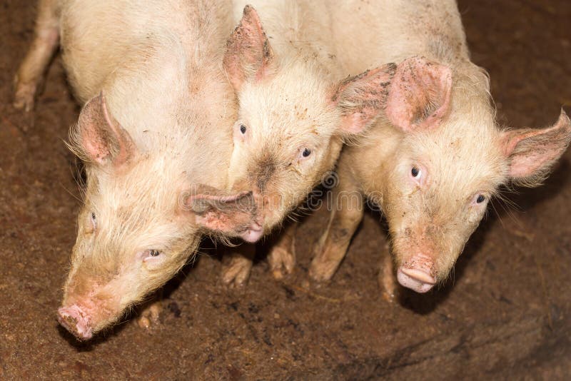 Three Little Pigs on the Farm Stock Image - Image of mammal, farming ...