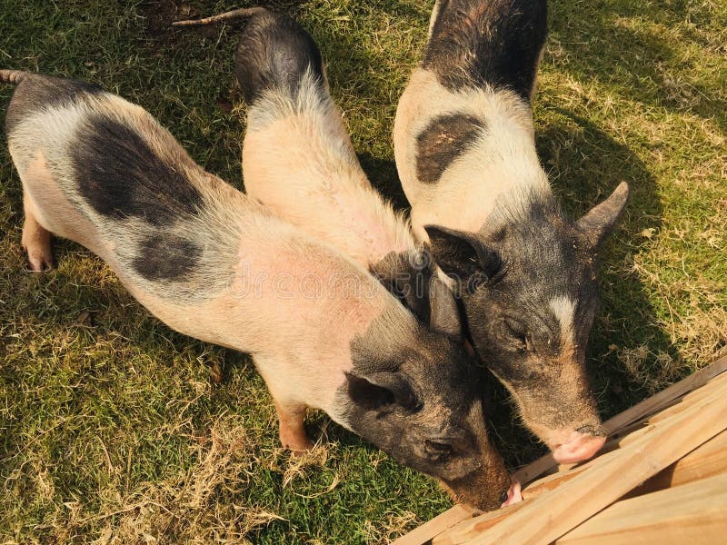 Three little pigs stock photo. Image of pigs, little - 182569832