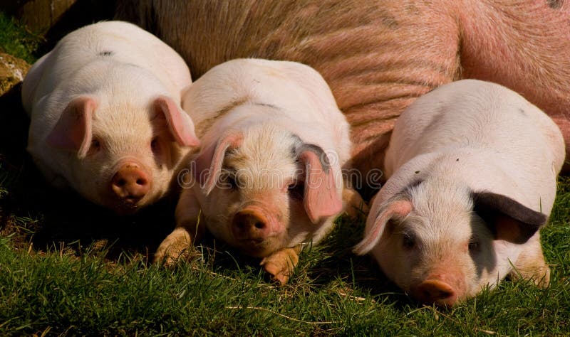 Three little pigs. stock image. Image of three, mammal - 59166555