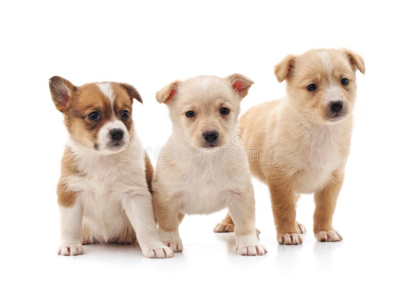 Three little puppies. stock image. Image of life, puppies - 118809291