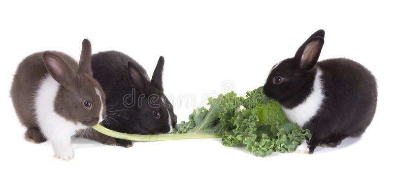 Little Rabbit stock photo. Image of flowers, animal, white - 26629130