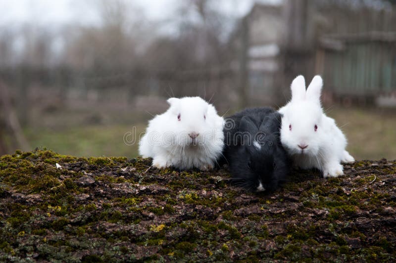 Three little rabbits stock photo. Image of natural, fuzzy - 24652284