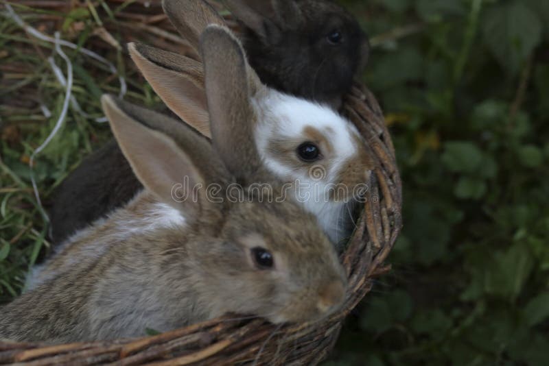 Three Little Rabbits of Different Colors Sit Side by Side in a Wicker ...