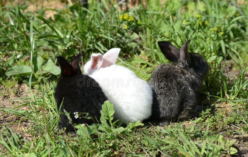 Three Little Rabbits in the Green Grass Stock Image - Image of close ...