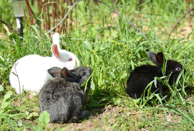 Three Little Rabbits in the Green Grass Stock Image - Image of ears ...