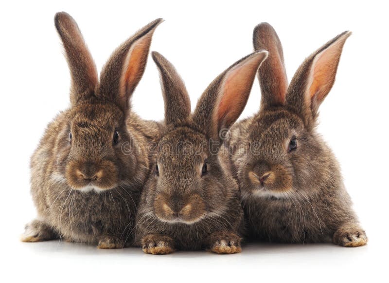 Three rabbits. stock image. Image of rabbits, three, celebrations ...