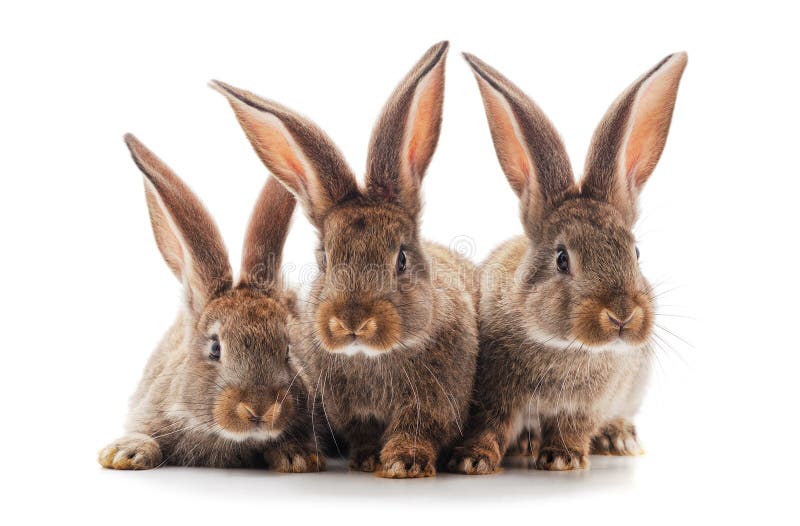 Three little rabbits stock photo. Image of holiday, meat - 276643918