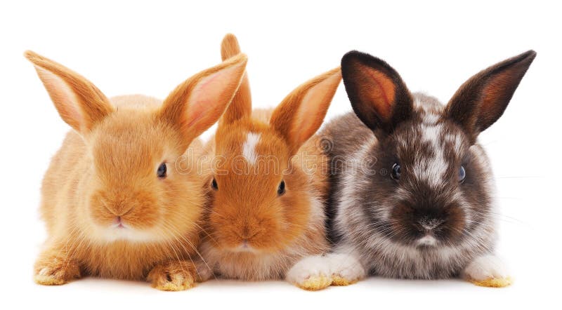 Three little rabbits. stock image. Image of coward, pets - 107451637