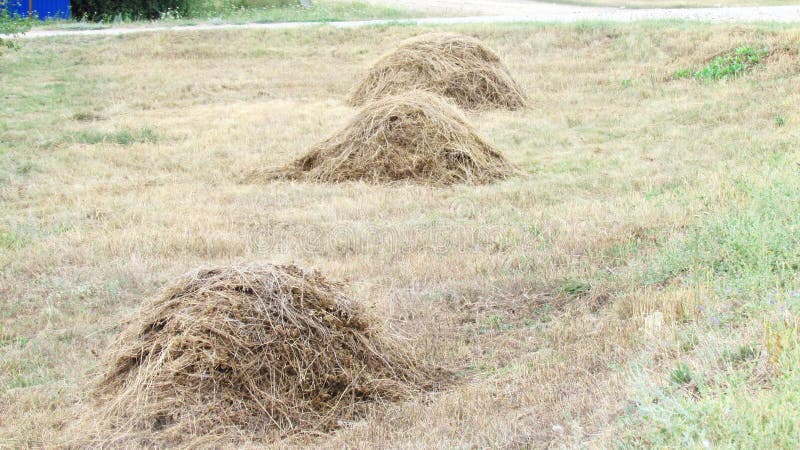 Three little shocks of hay stock photo. Image of time - 227145948