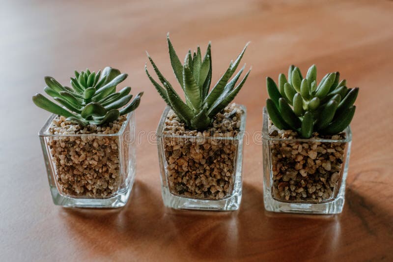 Three Little Succulent Plants on Wooden Table Stock Image - Image of ...