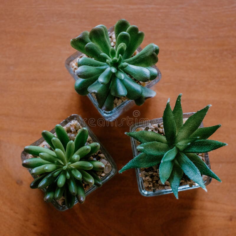 Three Little Succulent Plants on Wooden Table Stock Image - Image of ...