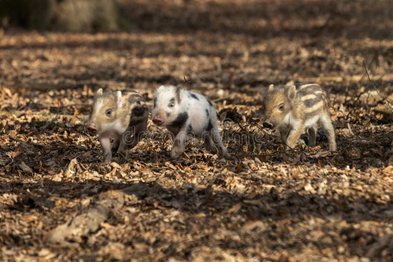 142 Wild Pigs Running Stock Photos - Free & Royalty-Free Stock Photos ...