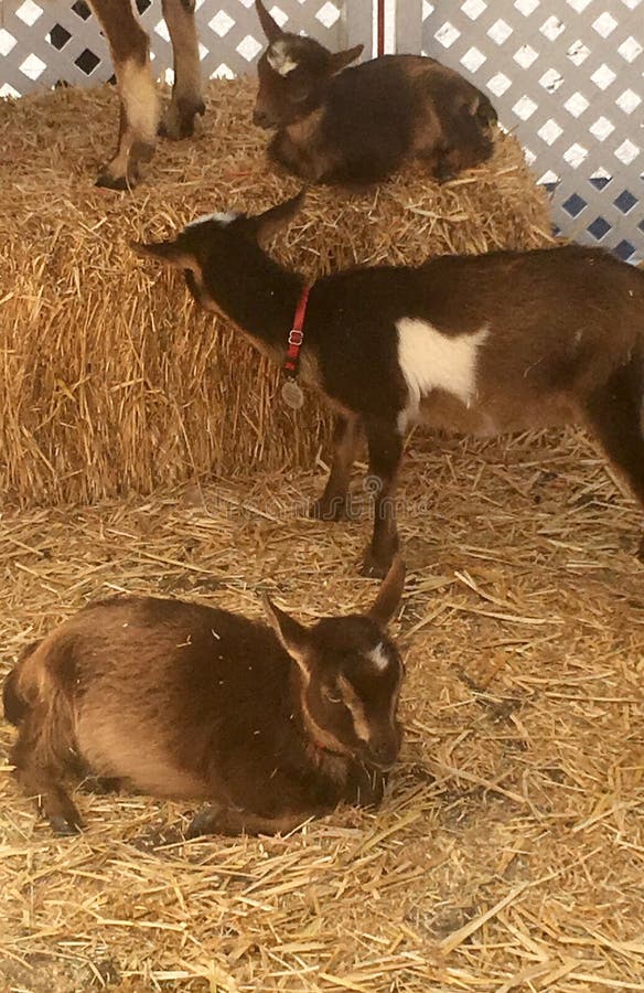 Three LittleGoats stock image. Image of cavorting, goats - 116042091