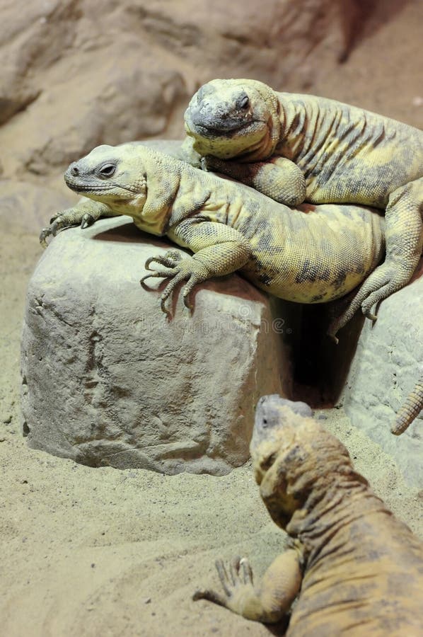 Lizards on a Rock stock photo. Image of australian, desert - 32994