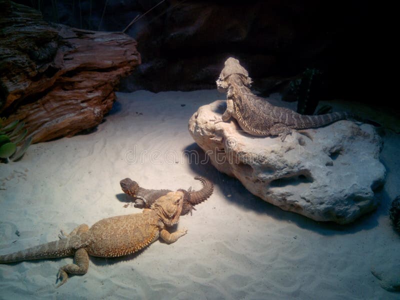 Lizards on a Rock stock photo. Image of australian, desert - 32994