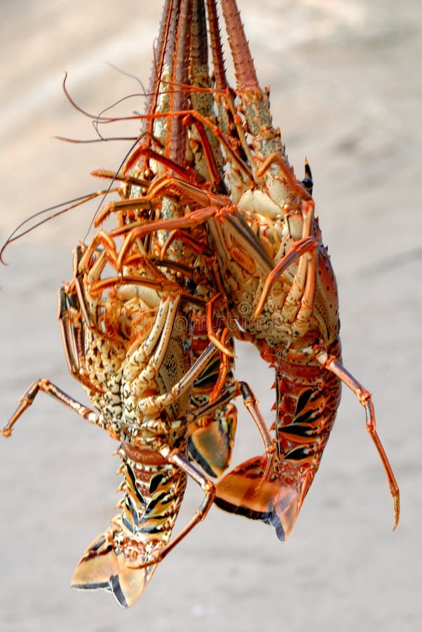 Three lobsters stock image. Image of animal, lobsters - 47704327