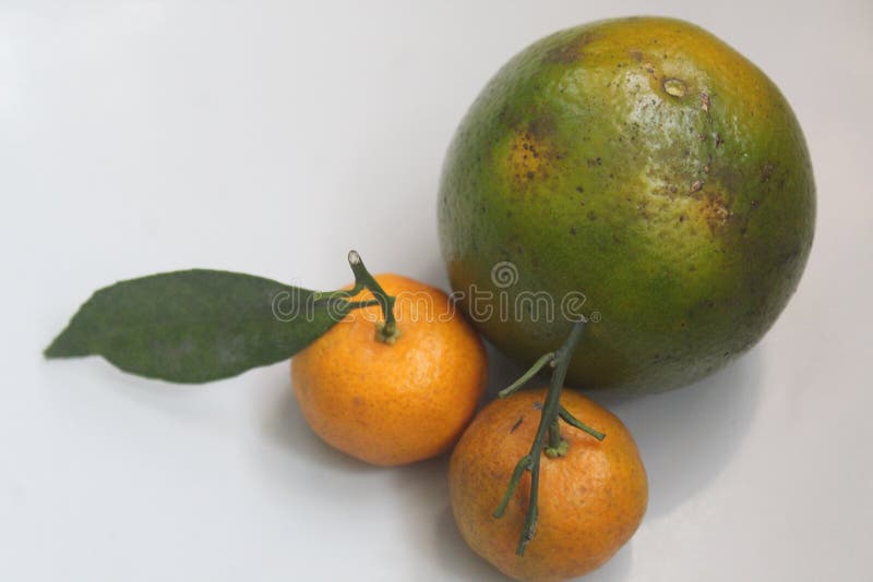 Three Local Oranges of Different Sizes Stock Photo - Image of closeup ...