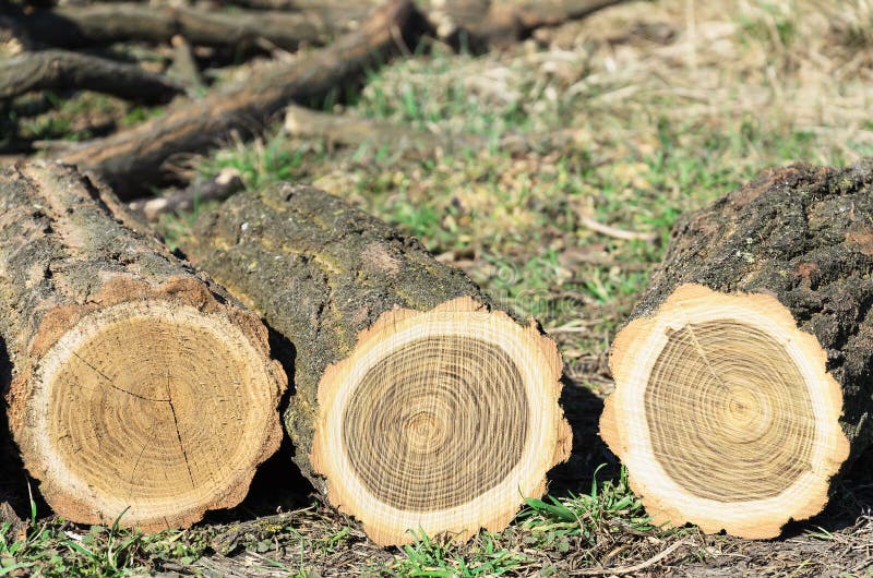 Growth Rings of Acacia Tree - Cross Section Stock Photo - Image of ...