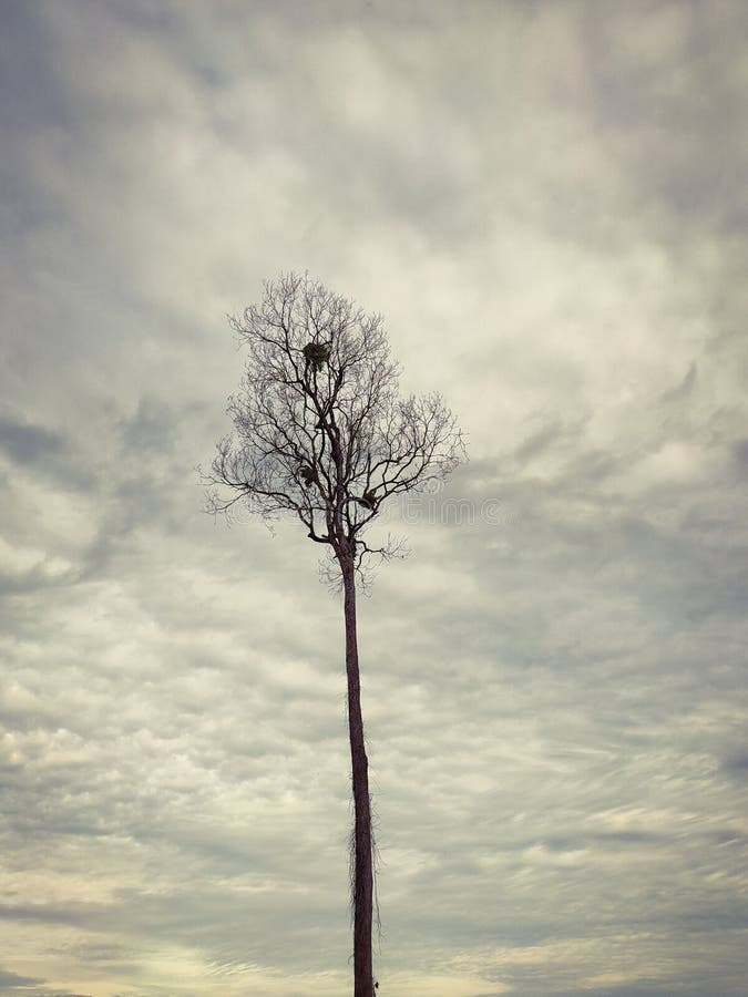 Three so Lonely with Need of Bird Stock Image - Image of cloud, wind ...