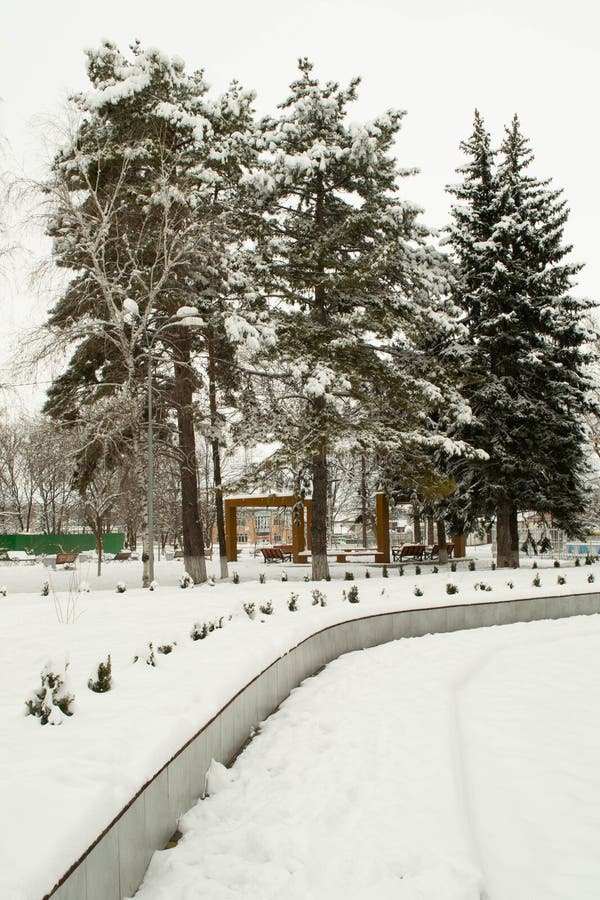 Three Lonely Pines in the City Park Stock Photo - Image of footwear ...